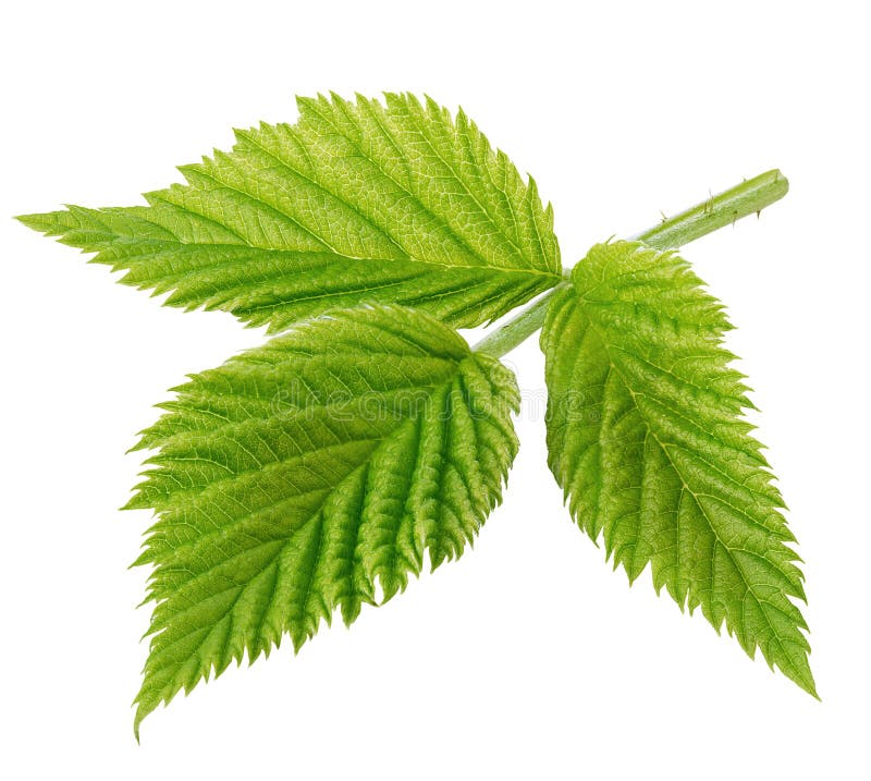 Detailed Raspberry Leaves Close-up Isolated Stock Image - Image of ...