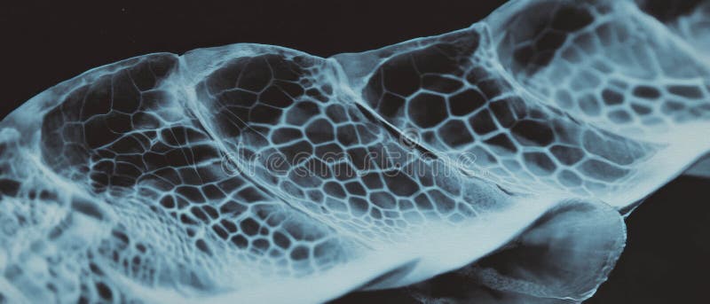 Detailed X-ray Analysis of Reptile Scales Highlighting Protective ...