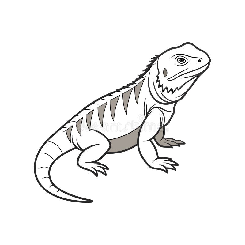 Detailed Representation of Common Chuckwalla in Color Stock Photo ...