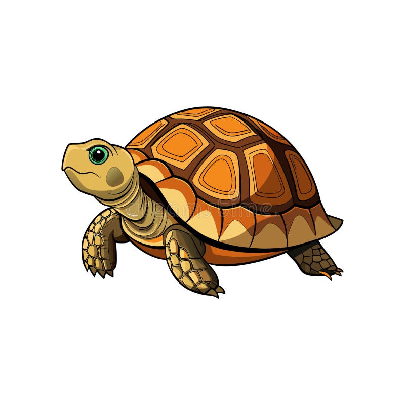 Detailed Representation of Florida Box Turtle in Color Stock ...