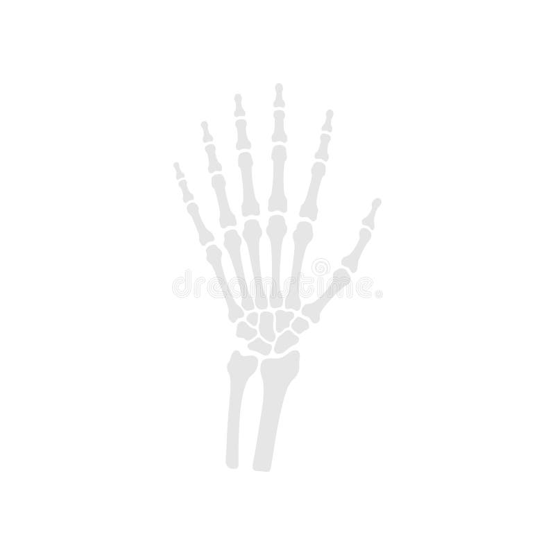Anatomical Human Hand Skeleton in a Minimalistic Style Featuring Clear ...