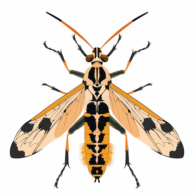 Insect Depicted with Intricate Patterns and Vibrant Colors on Its Wings ...