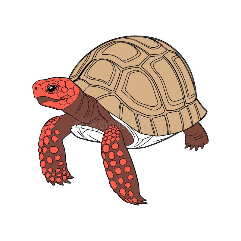 Detailed Representation of Red-Footed Tortoise in Color Stock ...