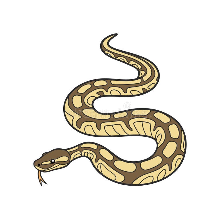 Detailed Representation of Reticulated Python in Color Stock ...