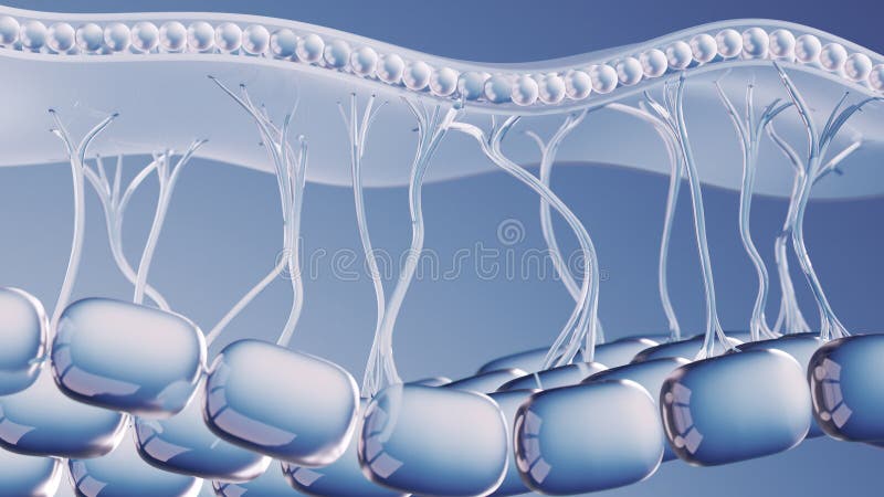 Skin Cell Membrane Stock Illustrations – 671 Skin Cell Membrane Stock ...