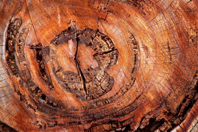 Detailed Section of an Old Tree, Close-up Stock Image - Image of wooden ...