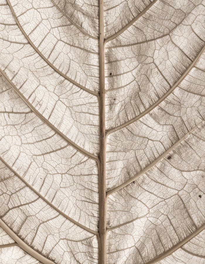 Detailed Sepia Leaf Texture with Visible Veins Stock Illustration ...
