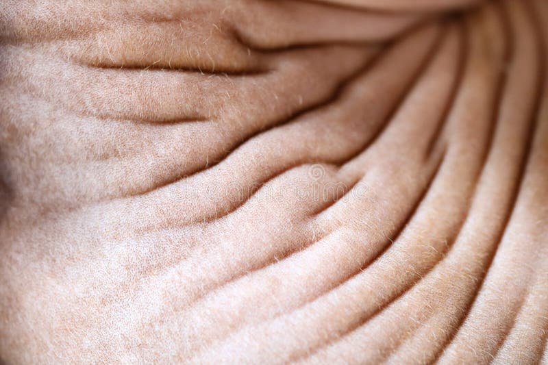 Detailed Shot of Human Skin with Pores and Texture Visible Stock Image ...