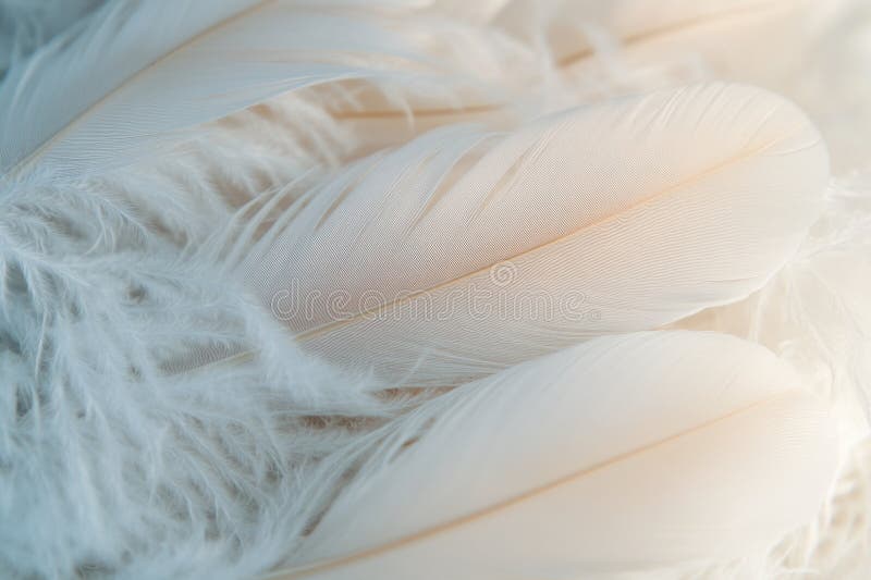 Detailed Shot Soft Fluffy White Feathers Stock Photos - Free & Royalty ...