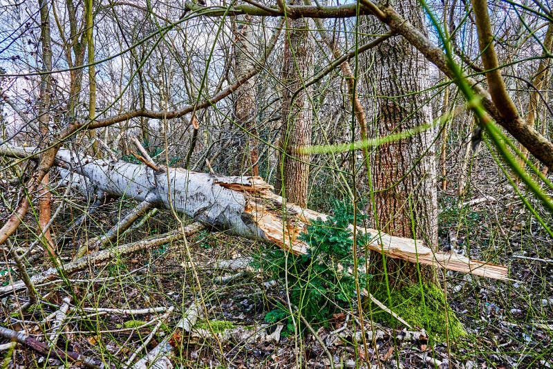 Detailed Shots of Storm Damage in a Berlin Forest Stock Photo - Image ...