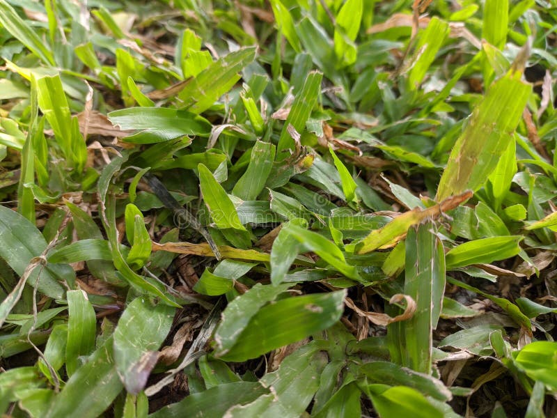 Detailed Side of Green Colour Grass Stock Photo - Image of crop, branch ...