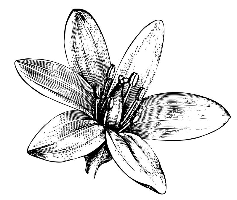 Detailed Sketch of the Flower Stock Illustration - Illustration of ...