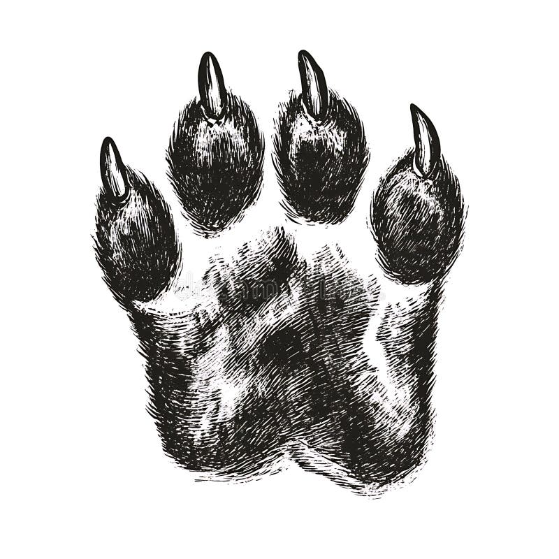 Detailed Sketch of a Large Animal Paw Print with Sharp Claws Stock ...