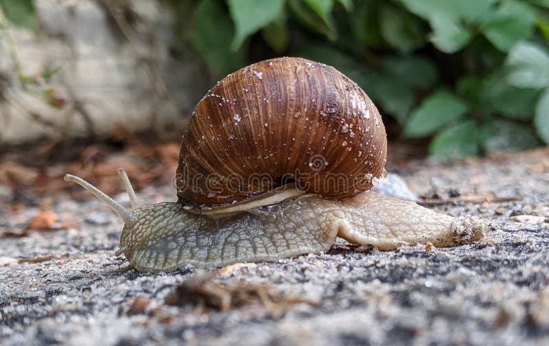 Detailed Snail Isolated on Ground Stock Photo - Image of food, garden ...
