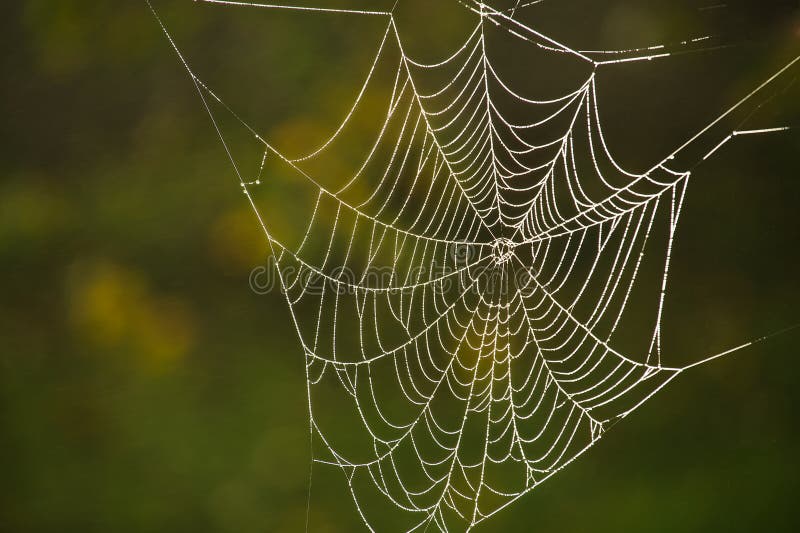 Close-up of Delicate Spider Web Glistening in Sunlight with Blurred ...