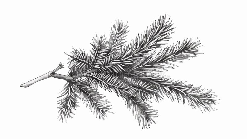 Detailed Spruce Branch Hand Drawn Vector Illustration for Design ...