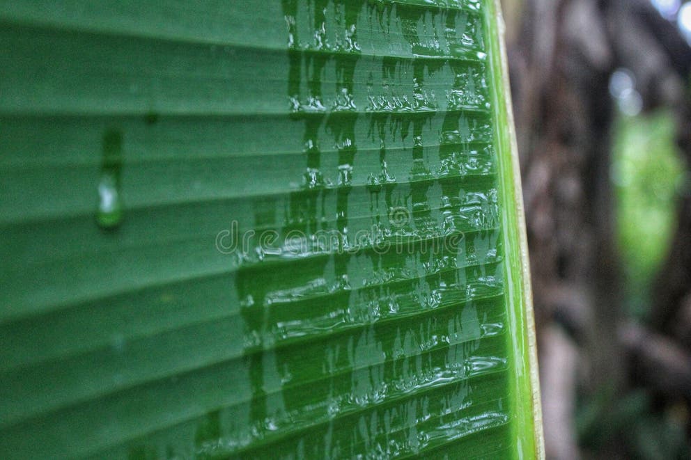 Detailed Structure of Glossy Green Banana Leaf Pattern, Line Pattern on Banana Leaf Stock Image ...