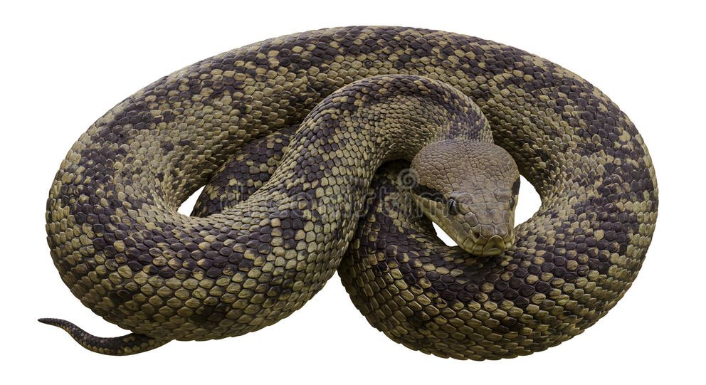 Diamond Python in Coiled Position, Showcasing Intricate Scale Details ...