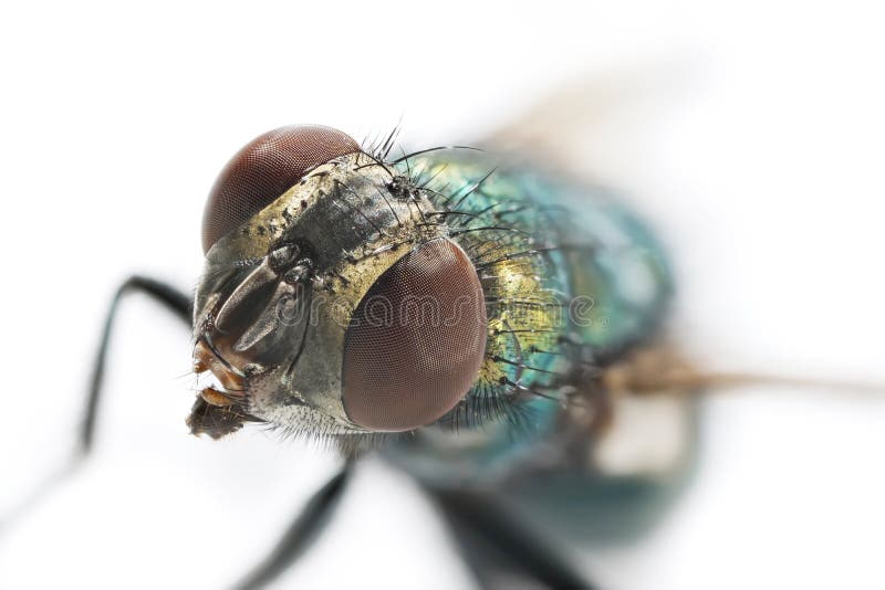 Detailed Study of Fly Head Stacked Stock Image - Image of animal, hairy ...