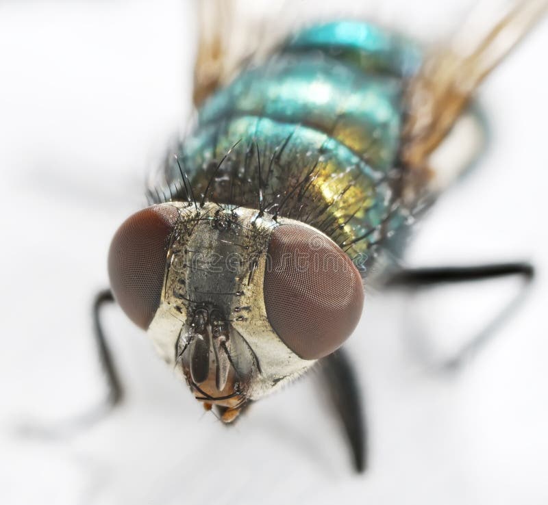 Detailed Study of Fly Head Stacked Stock Photo - Image of detailed ...