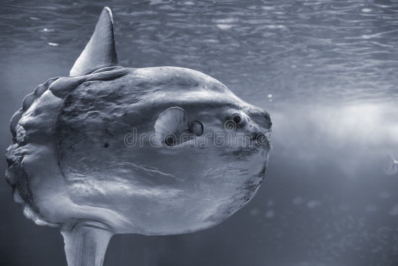Detailed sunfish closeup stock photo. Image of nature - 133377372