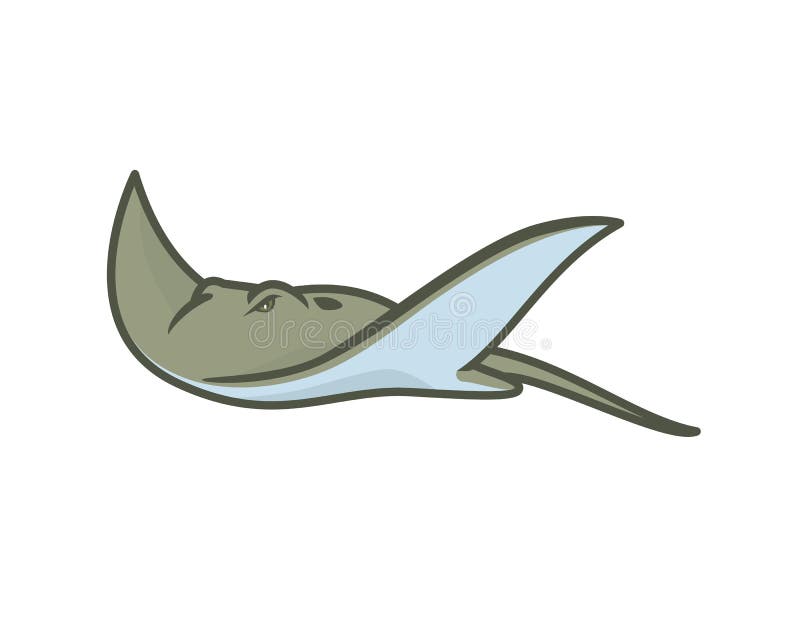 Detailed Swimming Ray Fish or Stingray Illustration Stock Vector ...