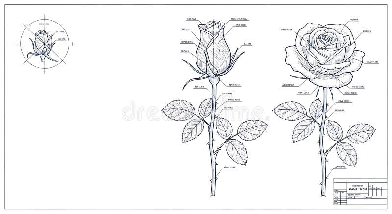 Detailed Technical Drawing of a Rose Plant with Botanical Annotations ...