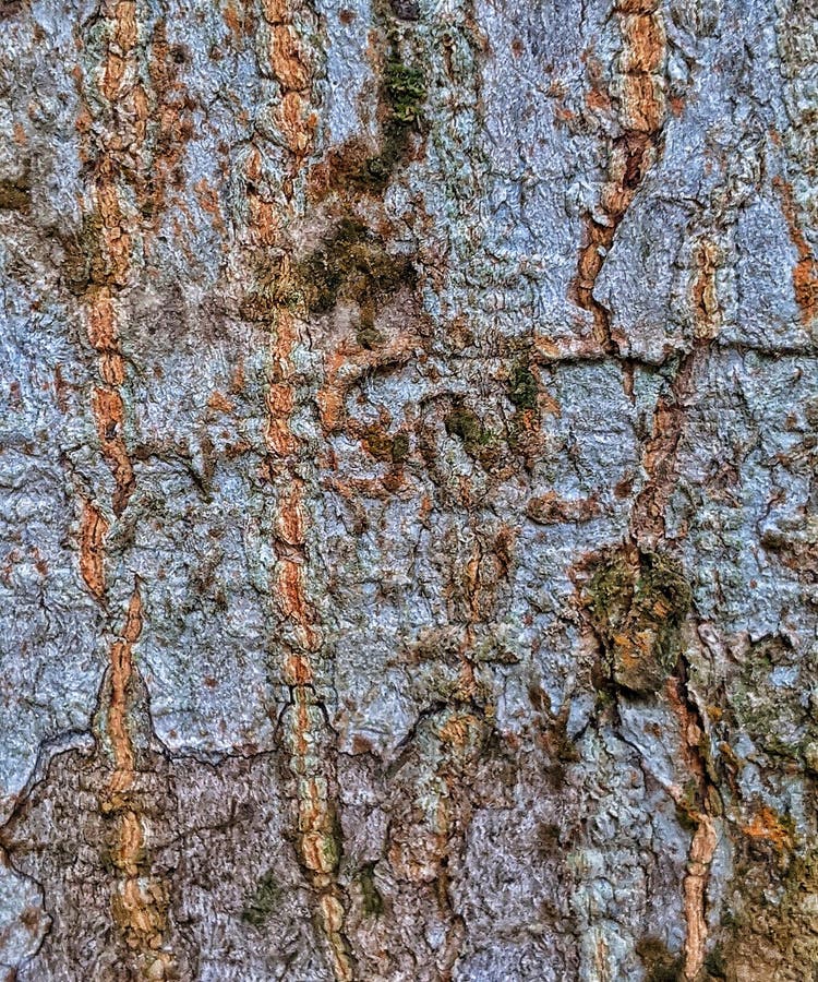 Detailed Texture of the Bark of the Albizia Chinensis Tree Stock Photo ...