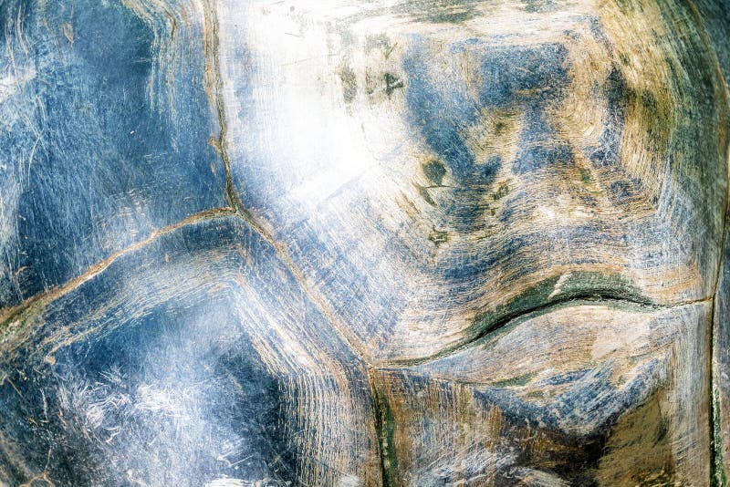 Detailed Texture Big Turtle Shell Stock Photos - Free & Royalty-Free ...