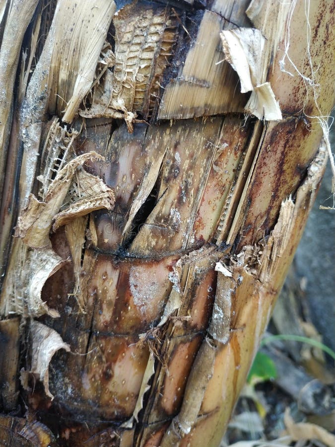 Detailed Texture of the Broken Inner Banana Stem Stock Photo - Image of detail, texture: 225970812