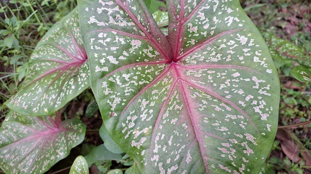 Detailed Texture of Caladium Bicolor Leaf with Unique Dot Patterns ...