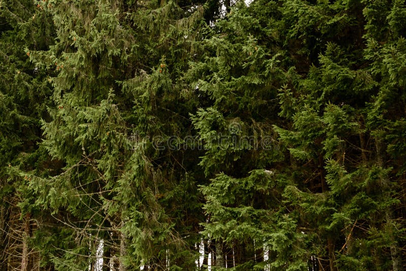 Detailed Texture of Conifer Forest on Hill Close Up, Background of Tree ...
