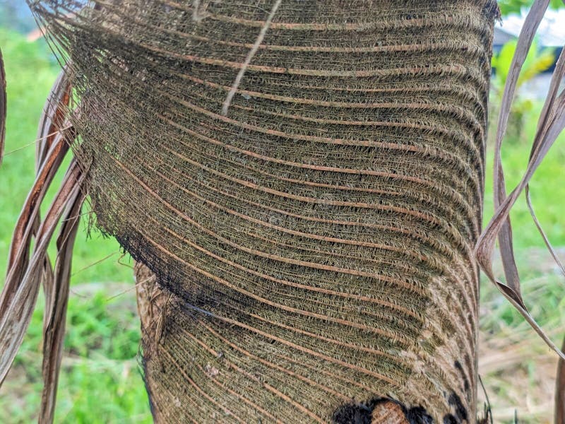 Detailed Texture of a Dry Coconut Tree Trunk with Striated Patterns ...