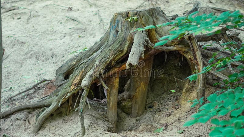 Detailed Texture of Forest Roots System in Raw and Earthy Surroundings ...