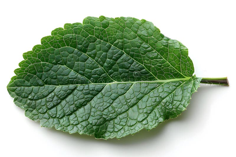 Detailed Texture of a Green Leaf for Nature and Botany Projects ...