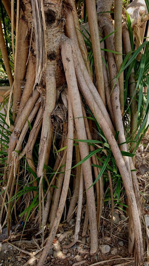Detailed Texture of Mangrove Roots Stock Image - Image of grass ...