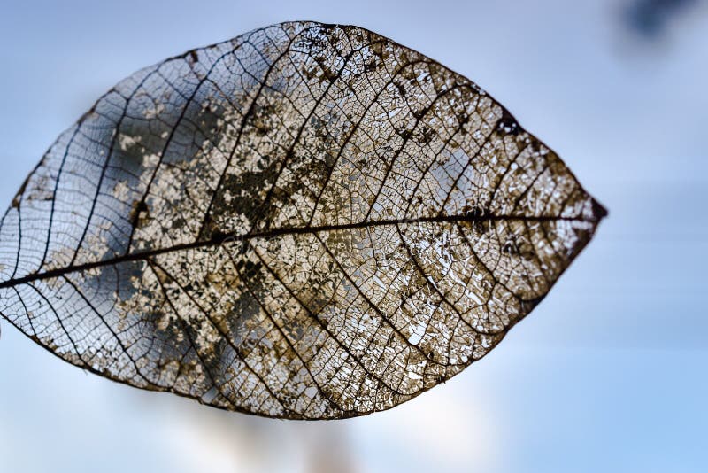 Detailed Texture of a Mangrove Tree Leaf Stock Image - Image of macro ...