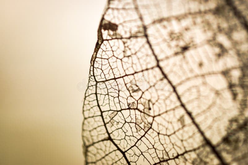 Detailed Texture of a Mangrove Tree Leaf Stock Photo - Image of natural ...