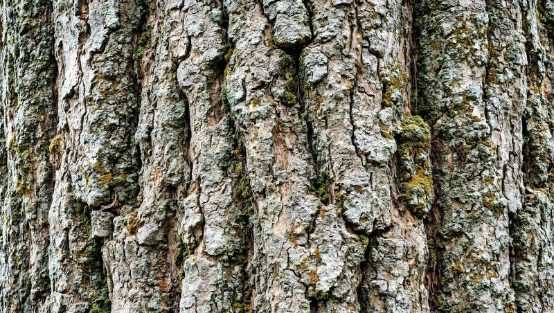 Detailed Texture of Old Oak Tree Bark with Moss Stock Illustration ...