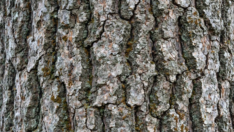 Detailed Texture of Old Oak Tree Bark with Moss Stock Illustration ...