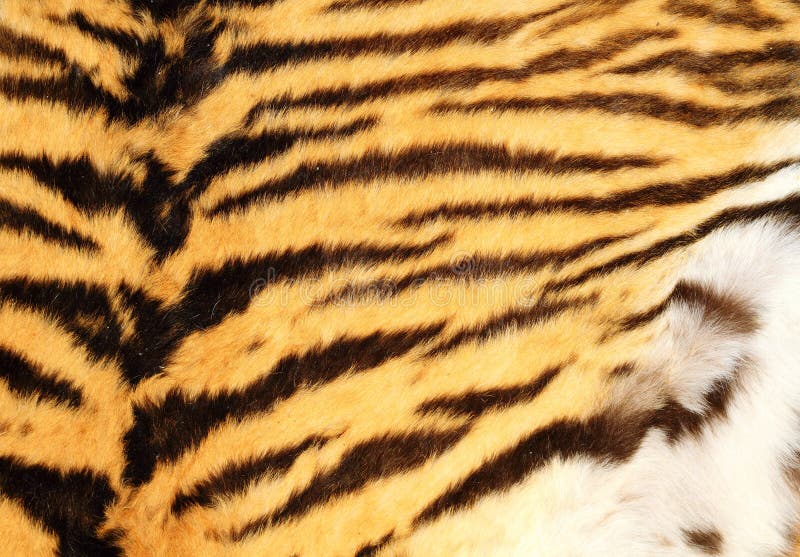 Detailed Texture of Real Tiger Fur Stock Image - Image of jungle ...