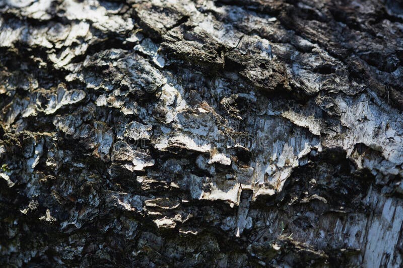Detailed Texture of Tree Bark Captured in Natural Light in a Forest ...