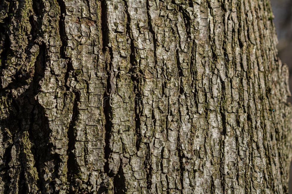 Detailed Texture of Tree Bark Showcasing Intricate Patterns and Natural ...
