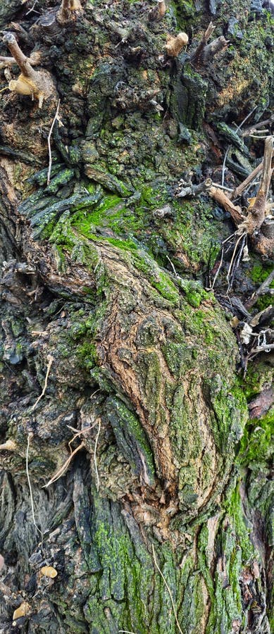 Detailed Texture with Tree Trunk with Moss and Lichen Stock Photo ...