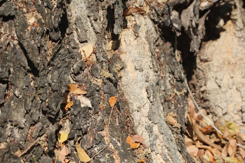 Detailed Texture of a Tree Trunk with a Rough, Natural Surface, Showing ...