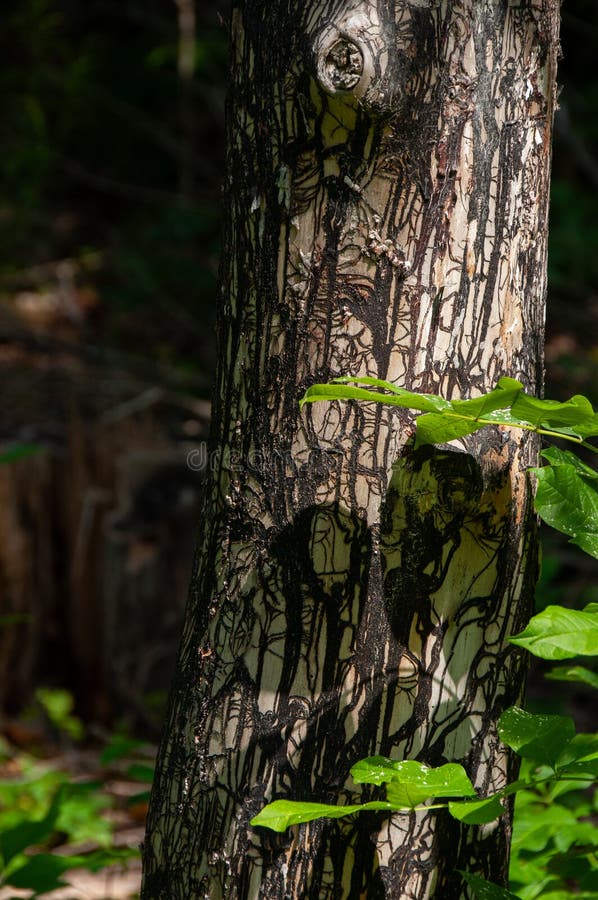 Detailed Textured Inner Black Bark Stock Photos - Free & Royalty-Free ...