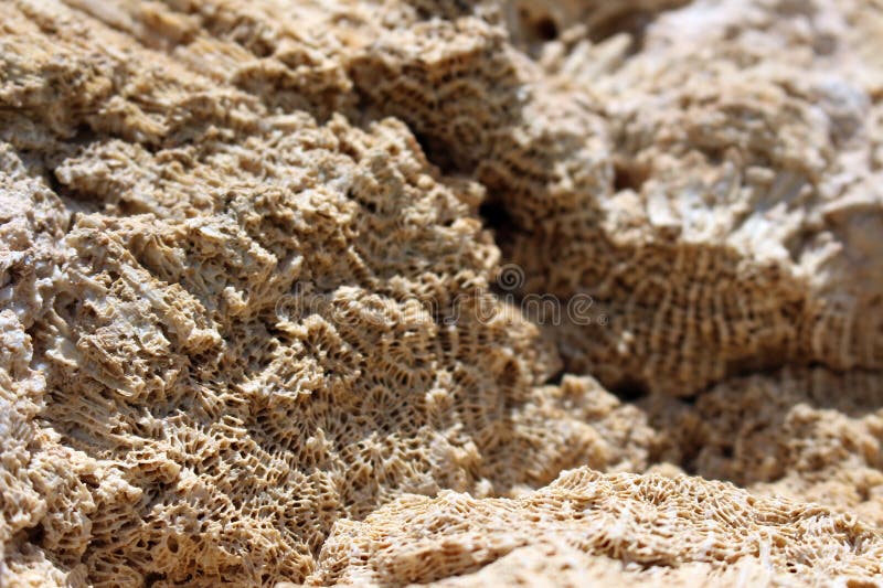 Detailed Textured Surface of Fossilized Coral on a Sandy Rock Formation ...