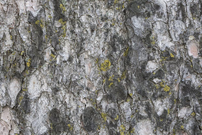 Bark of a Gray Tree and Some Red Parts. Tree Bark, Texturized Surface ...