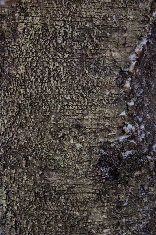 Detailed Tree Bark with Snow Stock Image - Image of detail, intricate ...