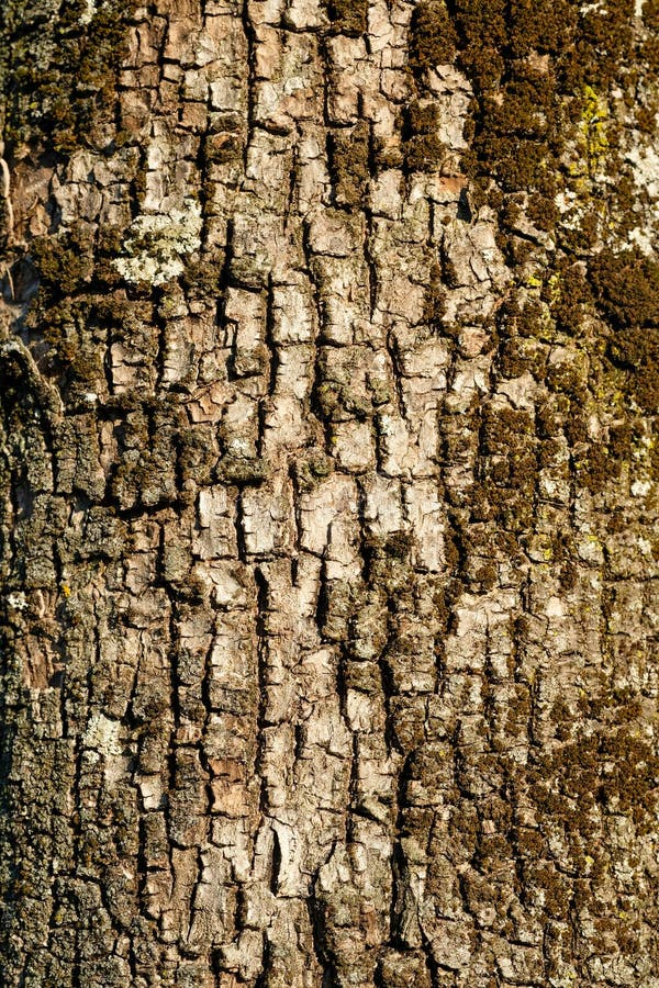 Detailed Tree Bark Texture Close-Up Stock Image - Image of italy ...